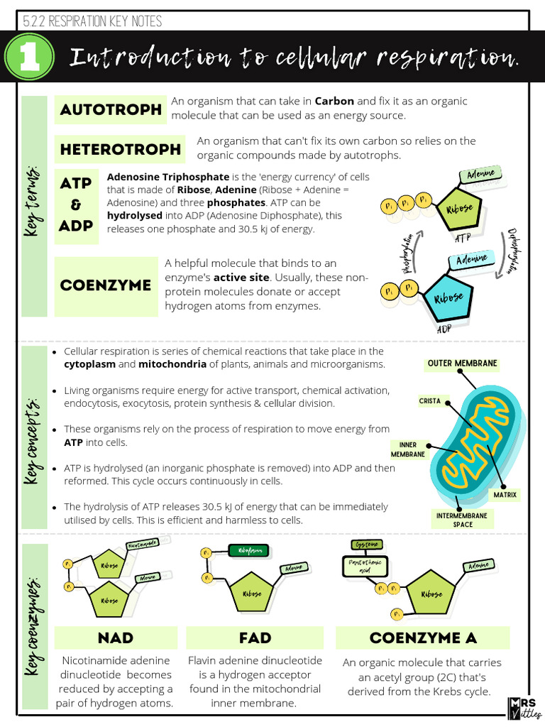 Understanding ATP and Cellular Respiration | PDF | Adenosine ...