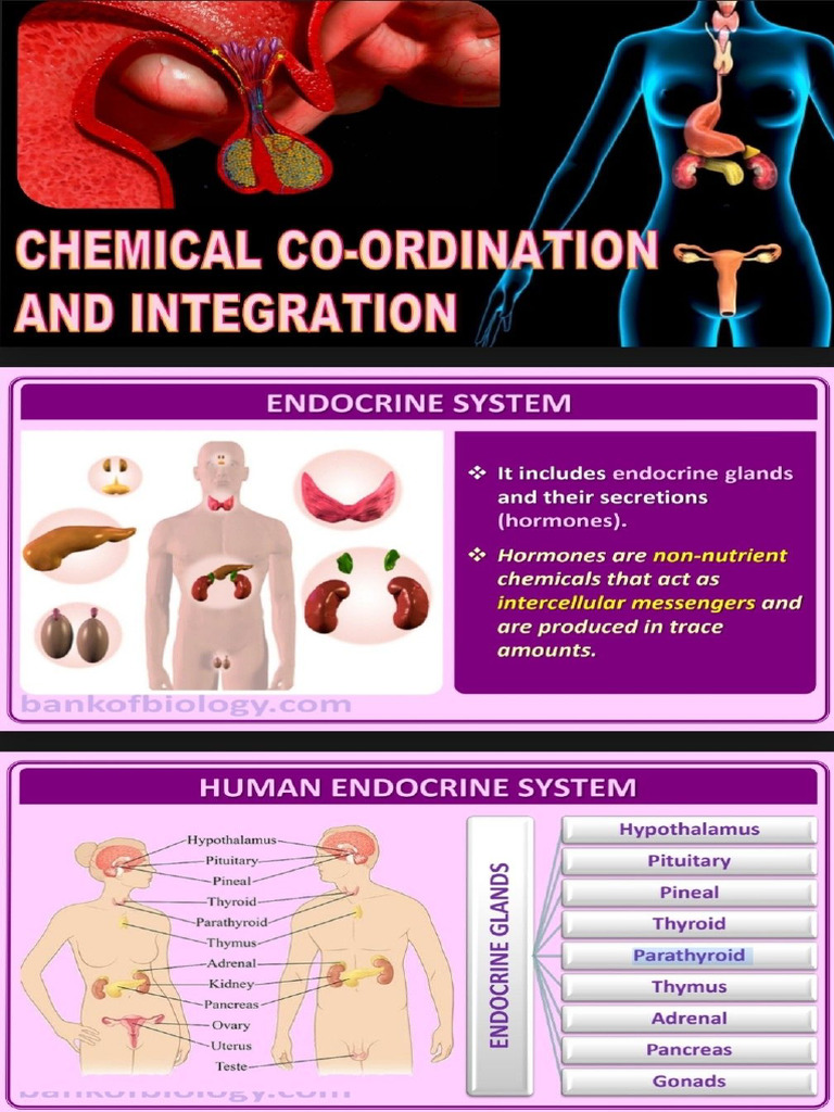Endocrine System | PDF