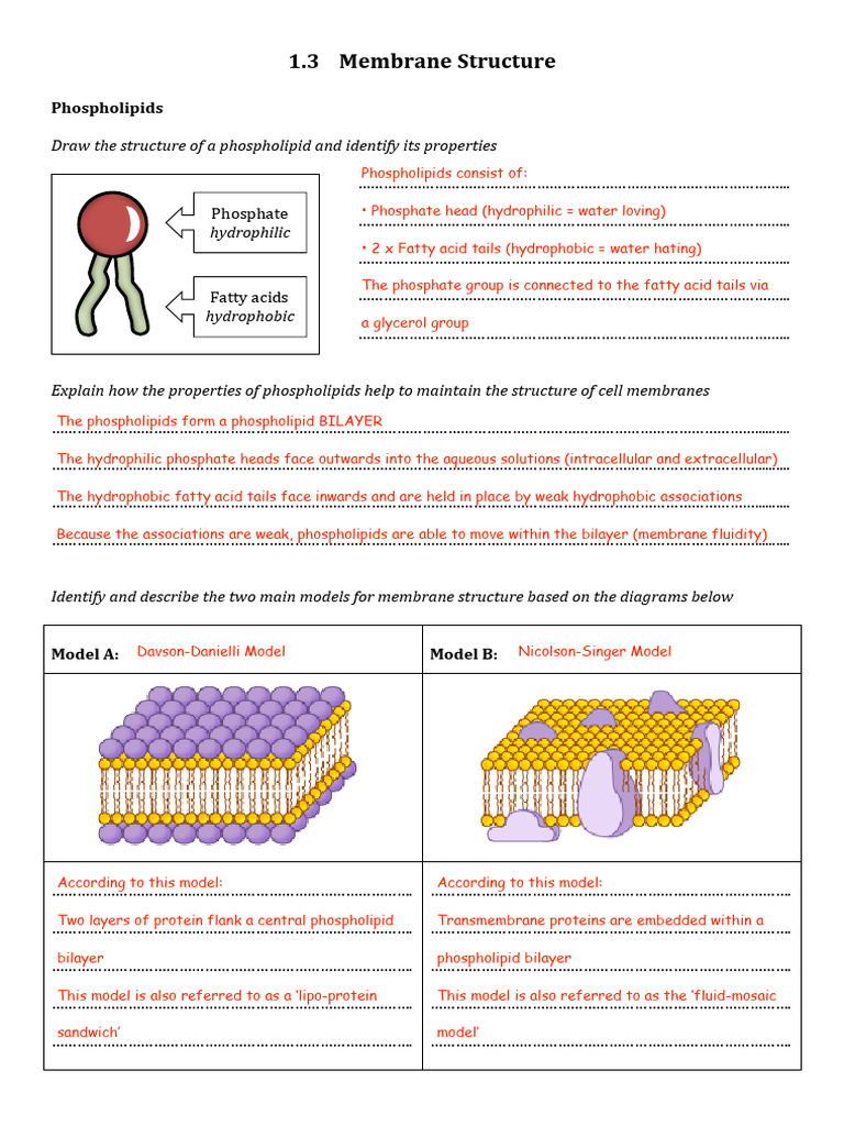 Topic 1.3 Worksheet (Answers) | PDF | Cell Membrane | Phospholipid