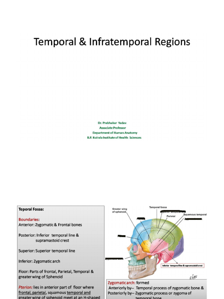 7. Temporal and Infratemporal Region (1) | PDF