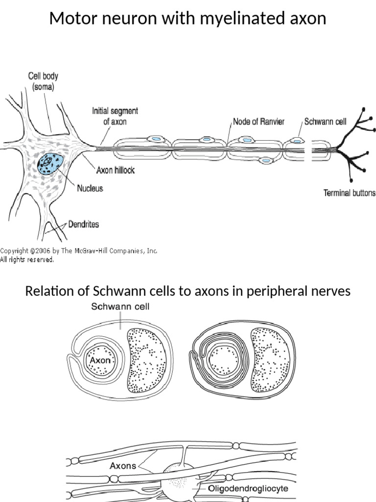 Physiology of Nerve Fibers | PDF | Axon | Action Potential