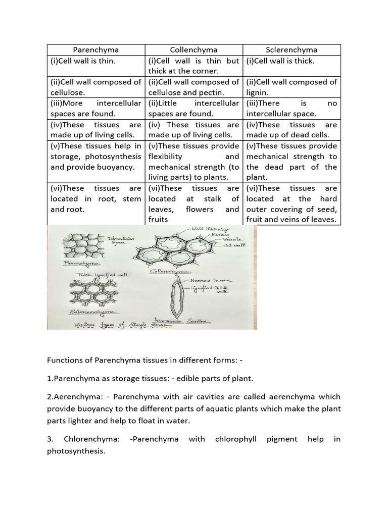 Plant Tissue Types and Functions | PDF