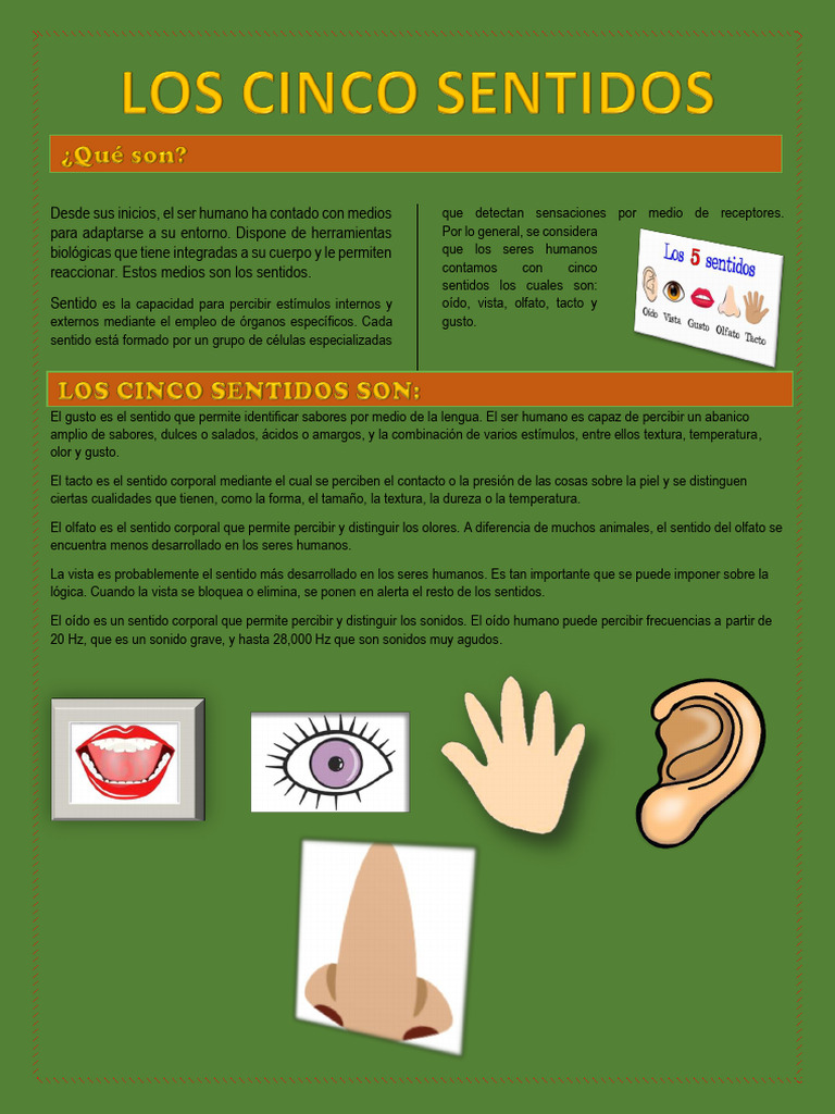 Los cinco sentidos humanos explicados | PDF