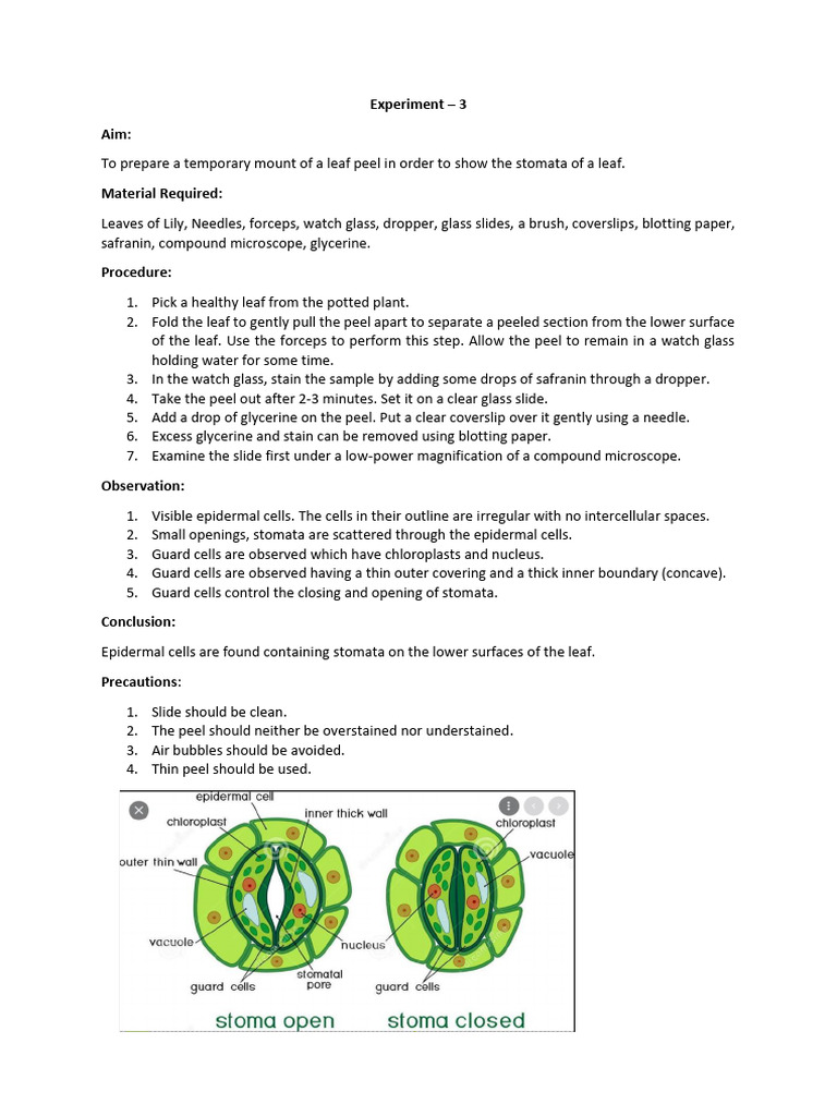 Observing Stomata in Leaf Peels | PDF