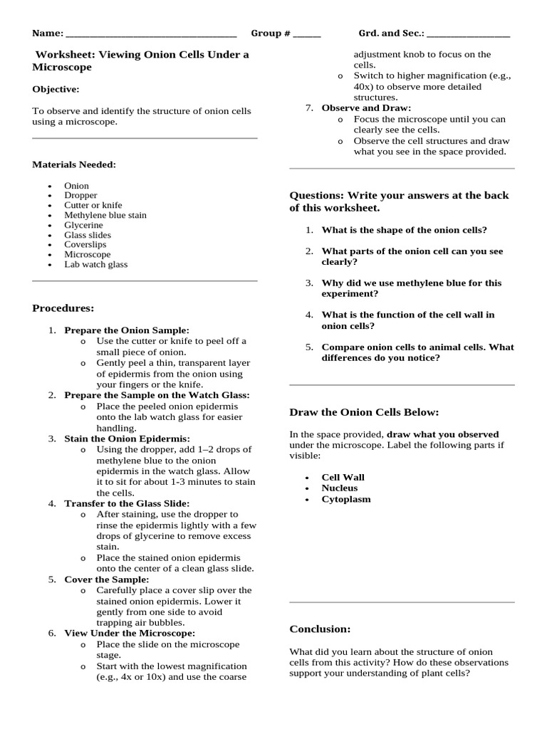 Onion Cell Observation Lab Worksheet | PDF | Microscope | Cell (Biology)