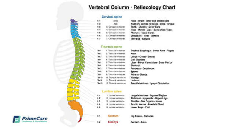 Types of Spinal Cord Injuries Compressed | PDF