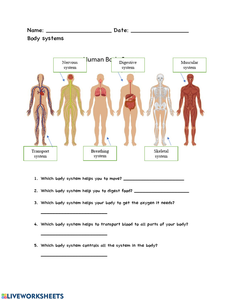 Body Systems and Their Functions | PDF