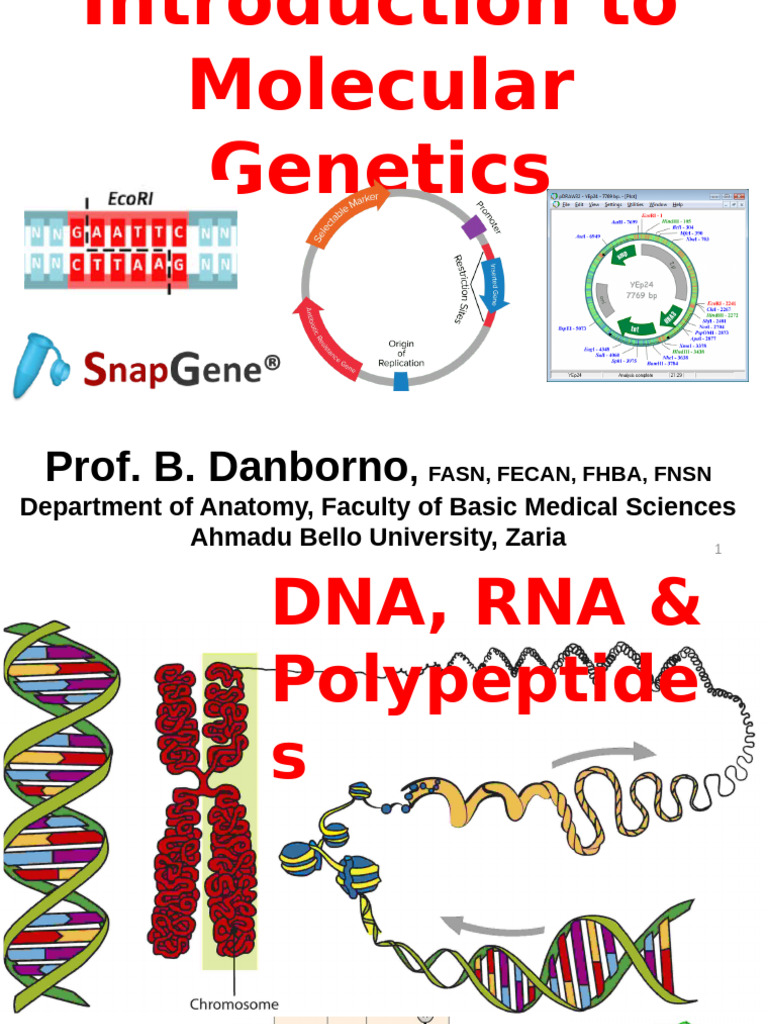 Introduction To Molecular Genetics Genetic Materials and Tools 2025 ...