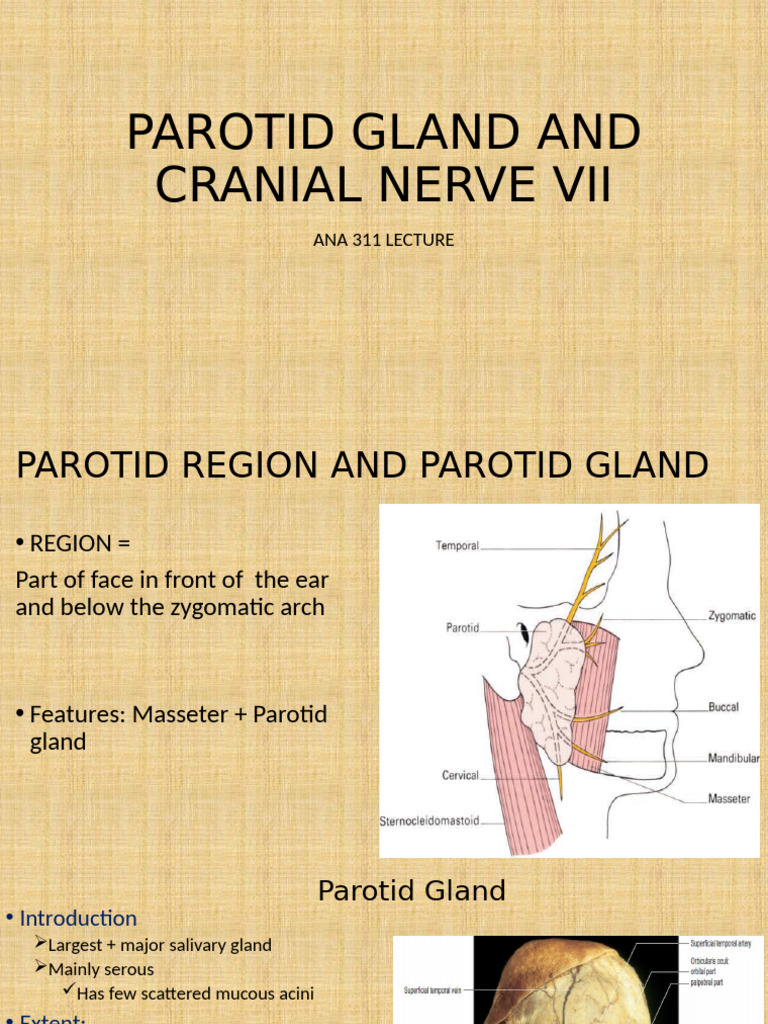 Parotid Gland and Facial Nerve Anatomy | PDF | Human Head And Neck ...