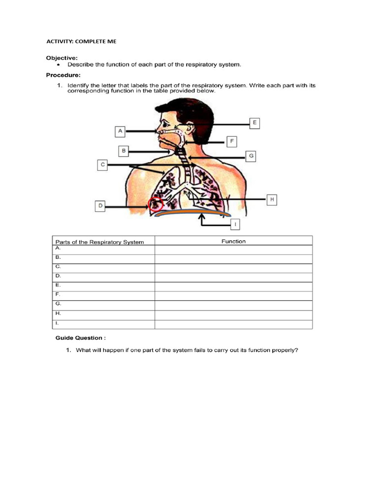 Activity 2 (Respiratory System) | PDF