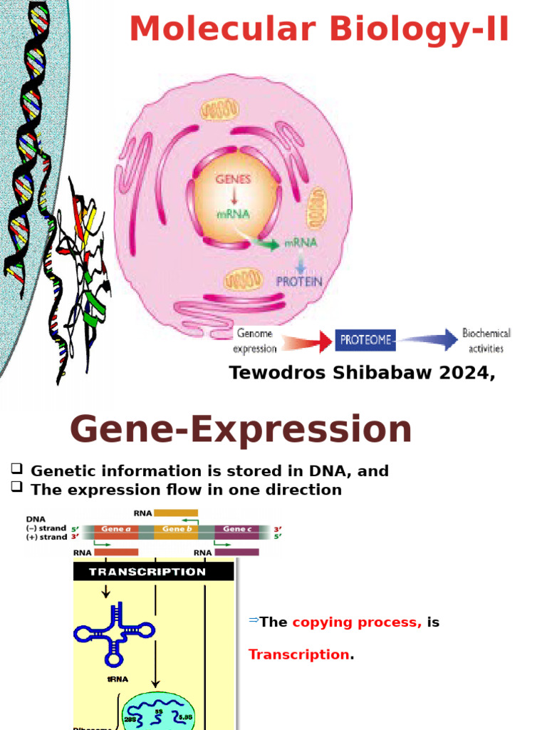 Understanding RNA Transcription Processes | PDF | Rna | Messenger Rna