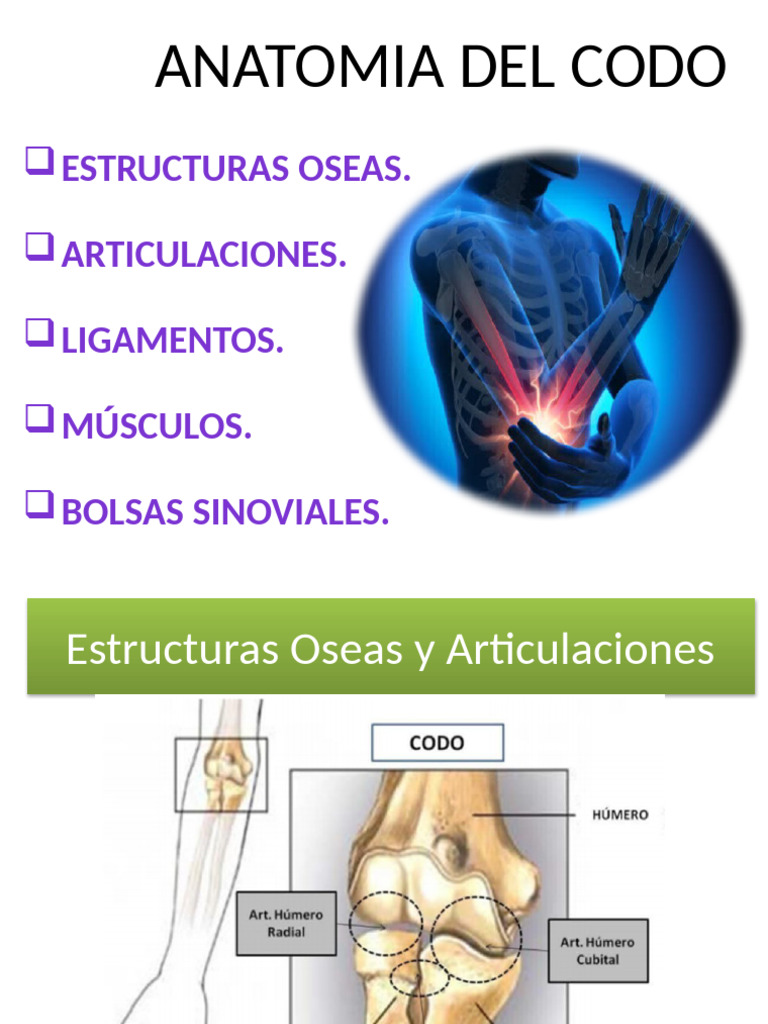 Anatomia Del Codo | PDF