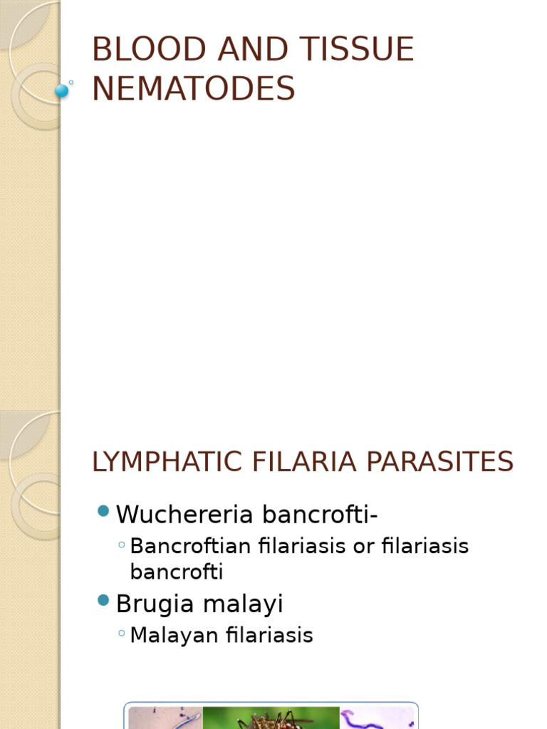 Blood and Tissue Nematodes | PDF | Diseases And Disorders | Medical ...