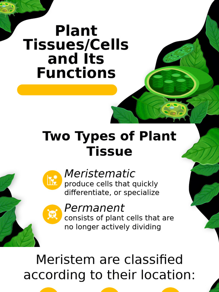 Overview of Plant Tissue Types | PDF | Tissue (Biology) | Plant Stem