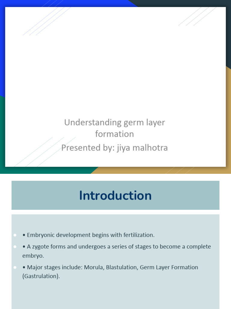 Stages of Human Embryonic Development | PDF | Embryo | Biological Processes