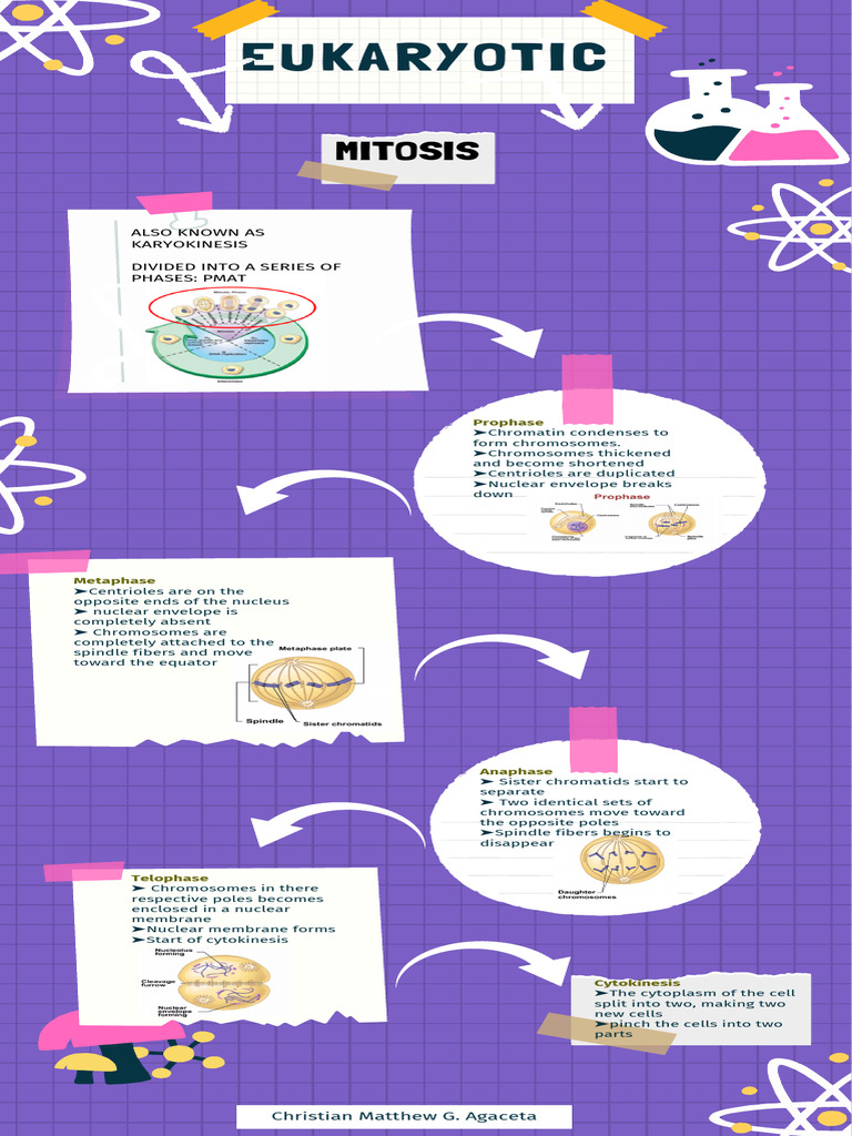 Purple Doodle Creative Scientific Method Infographic_20250723_184138 ...