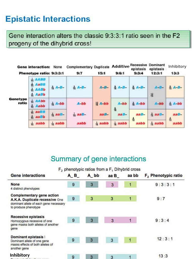 Gene Interactions | PDF