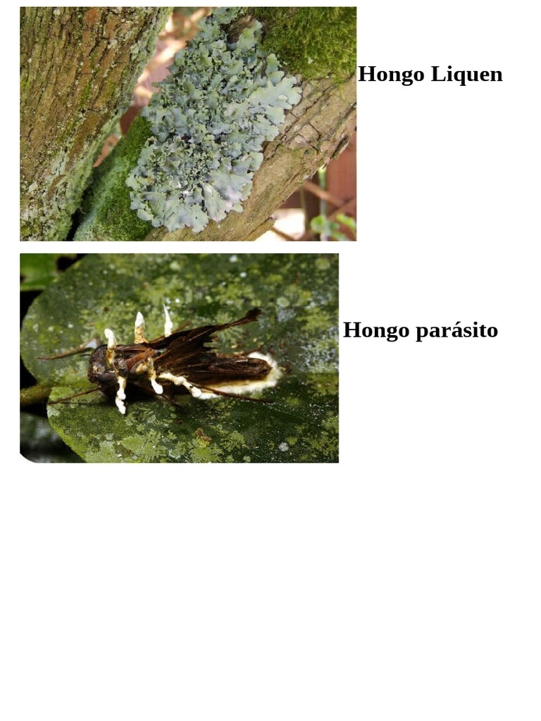 Hongo Liquen | PDF
