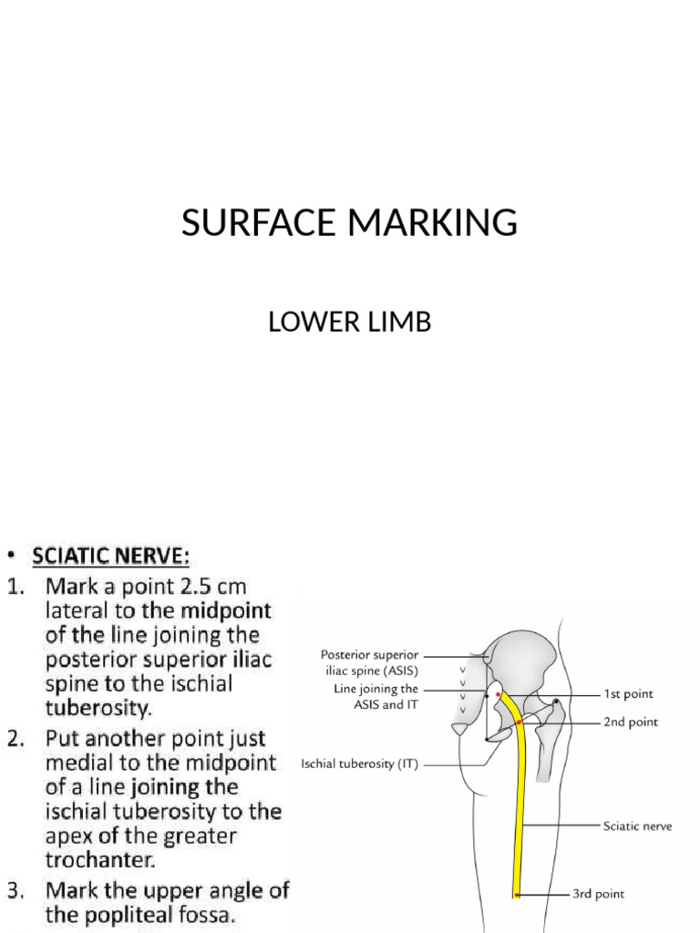Surface Marking-Lower Limb | PDF