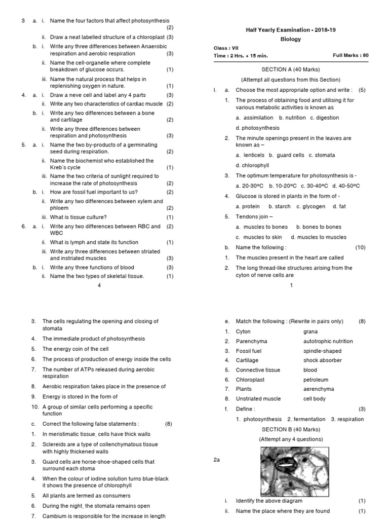 Photosynthesis & Respiration in Plants | PDF | Tissue (Biology ...
