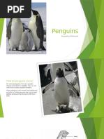 Life Cycle of Penguin | PDF | Penguin | Birds