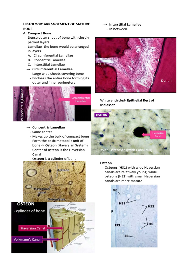 Alveolar Bone | PDF | Bone | Osteoblast