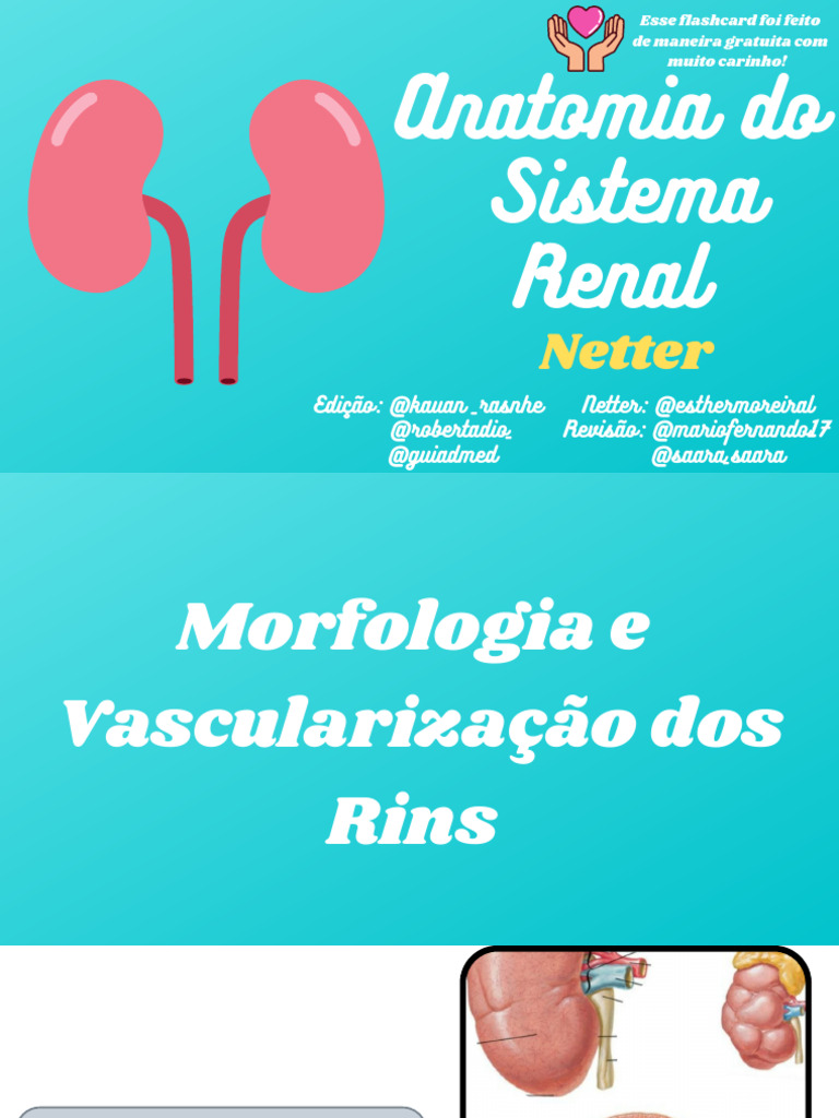 Anatomia e Vascularização do Sistema Renal | PDF