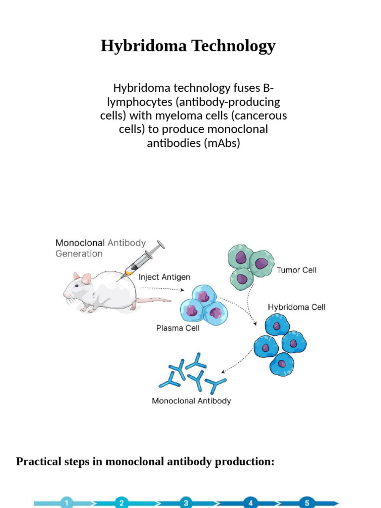 Lecture 08 - Hybridoma Technology | PDF
