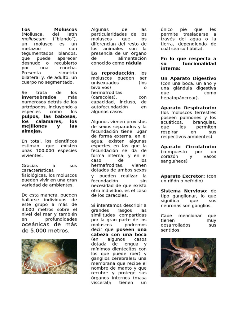Los Moluscos | PDF | Moluscos | Zoología