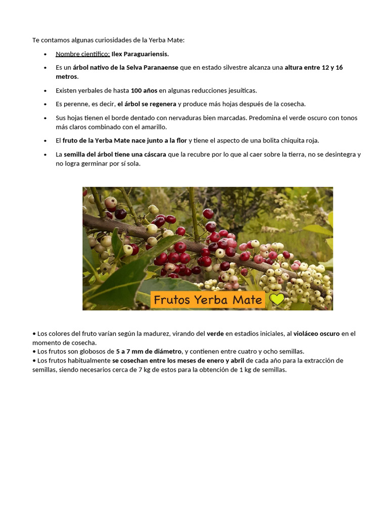 Curiosidades de La Yerba Mate | PDF