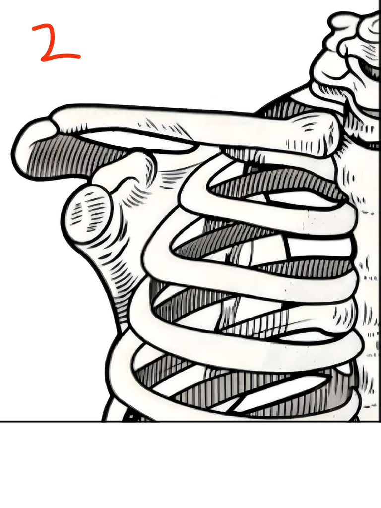 New Ribs | PDF
