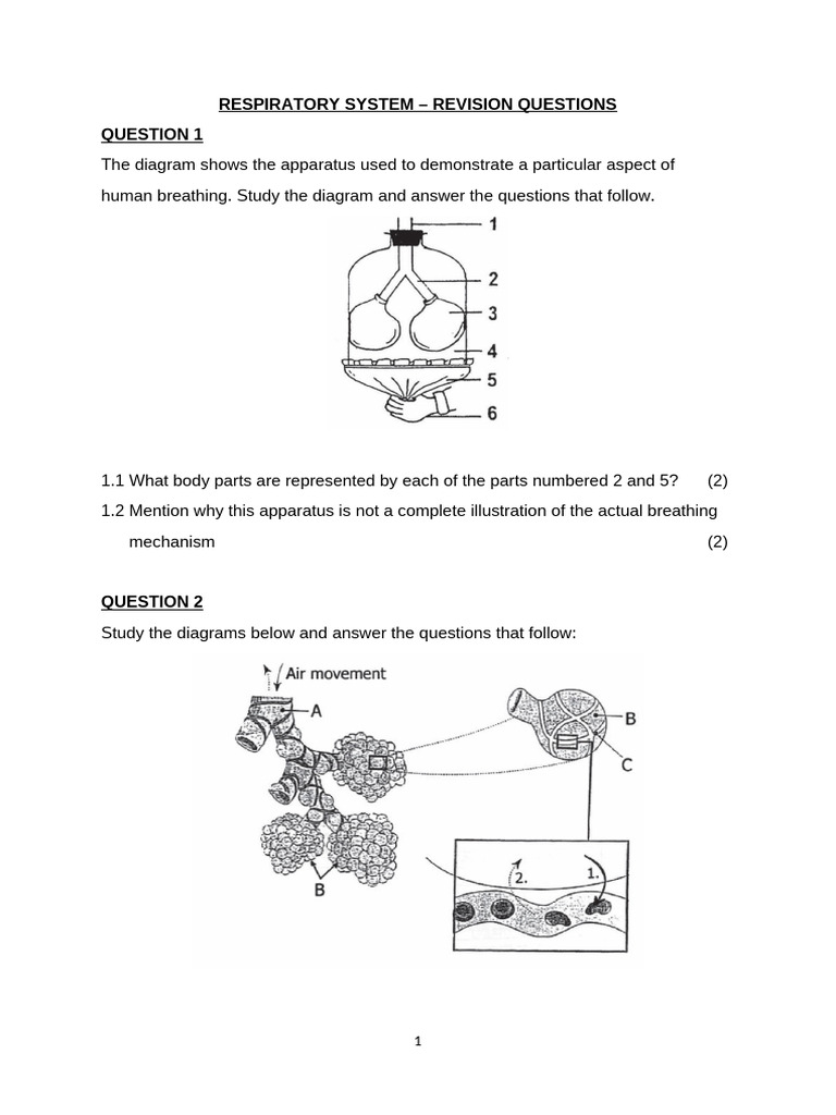 Respiratory System Revision Questions | PDF | Respiratory System | Anatomy