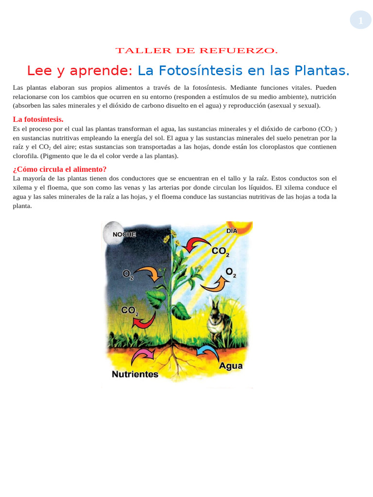 Guia de Aprendizaje Fotosintesis | PDF | Fotosíntesis | Plantas