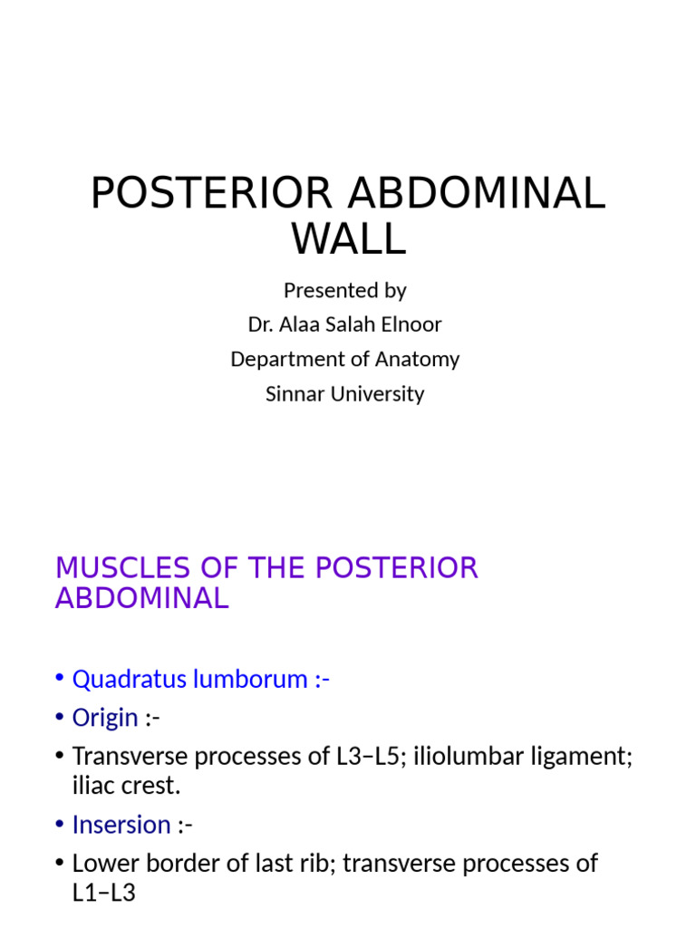 Anatomy of the Posterior Abdominal Wall | PDF | Abdomen | Human Anatomy