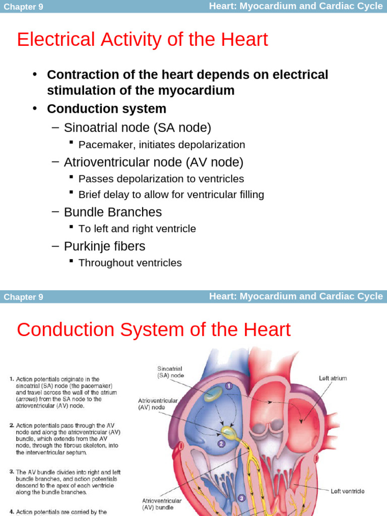 Heart Electrical Activity Overview | PDF