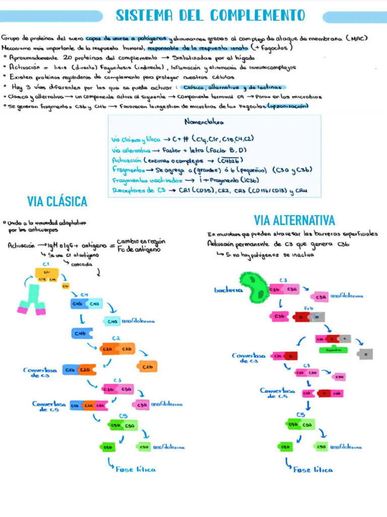 Infografia Complemento | PDF