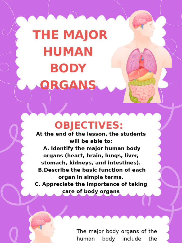 The Major Human Body Organs Gr. 4 | PDF | Human Body | Blood