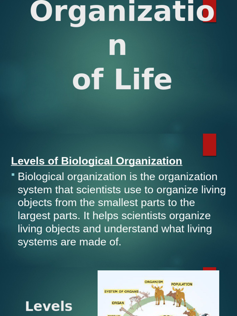 Levels of Biological Organization and Cell | PDF | Cell (Biology ...