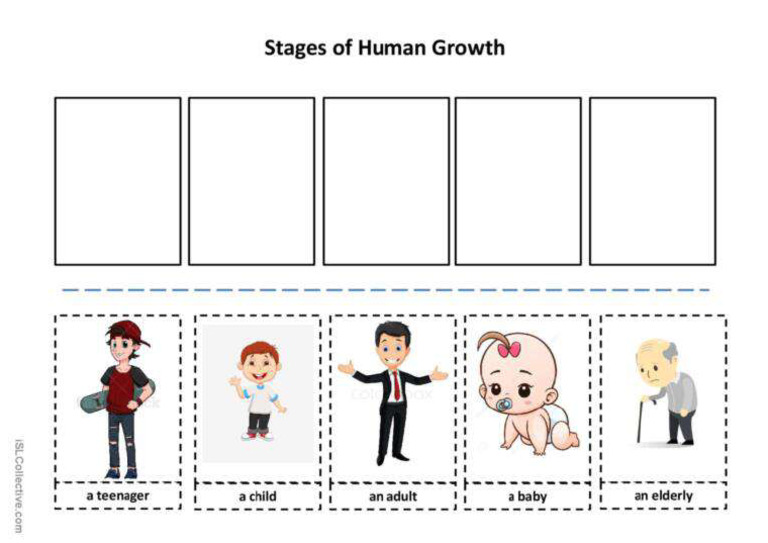 Stages of Human Growth Worksheet Templates Layouts 114316 1 | PDF
