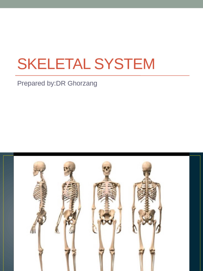 Skeletal System Slide | PDF