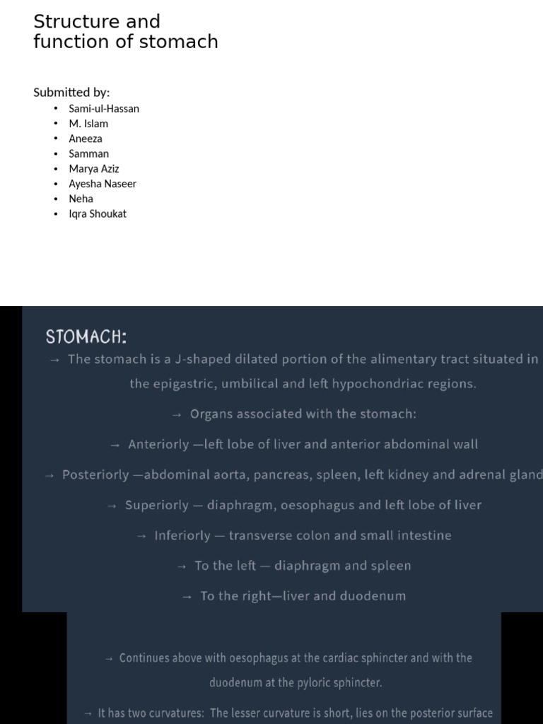 Structure and Function of Stomach | PDF