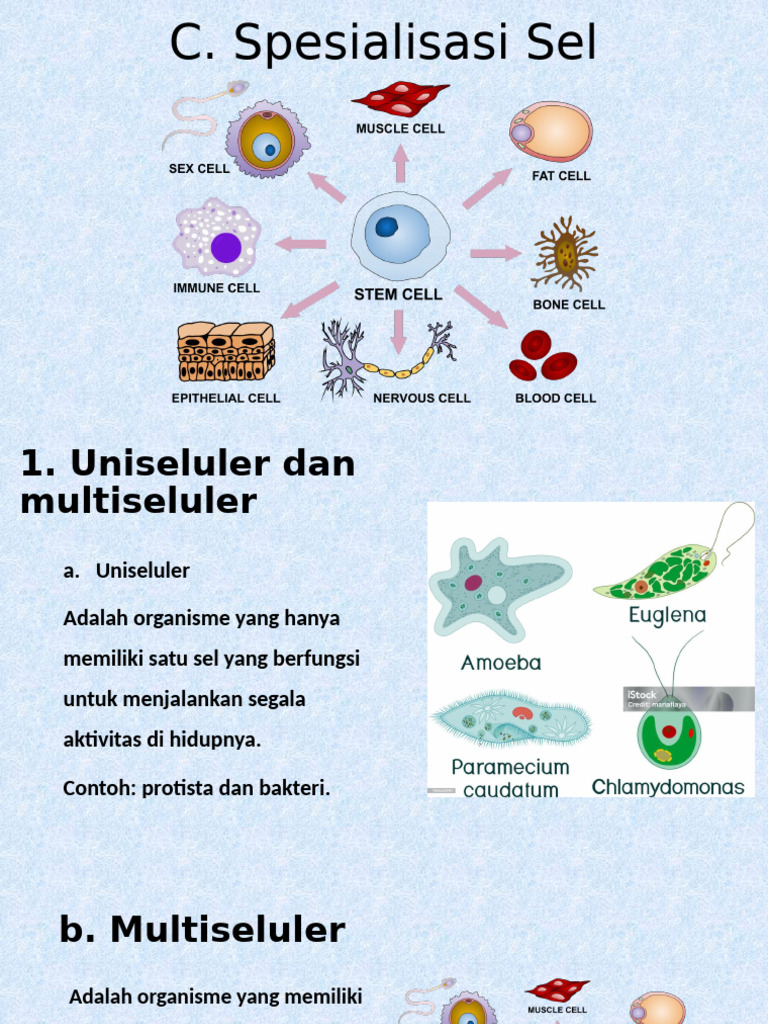 Matersi Spesialisasi Sel | PDF