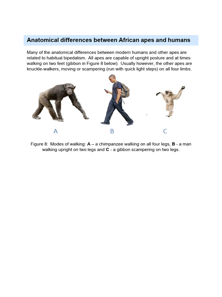 Activity 2 Differences Between Humans and Apes | PDF | Bipedalism | Pelvis