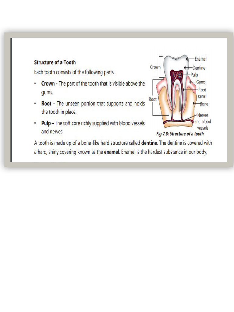 Human Teeth | PDF