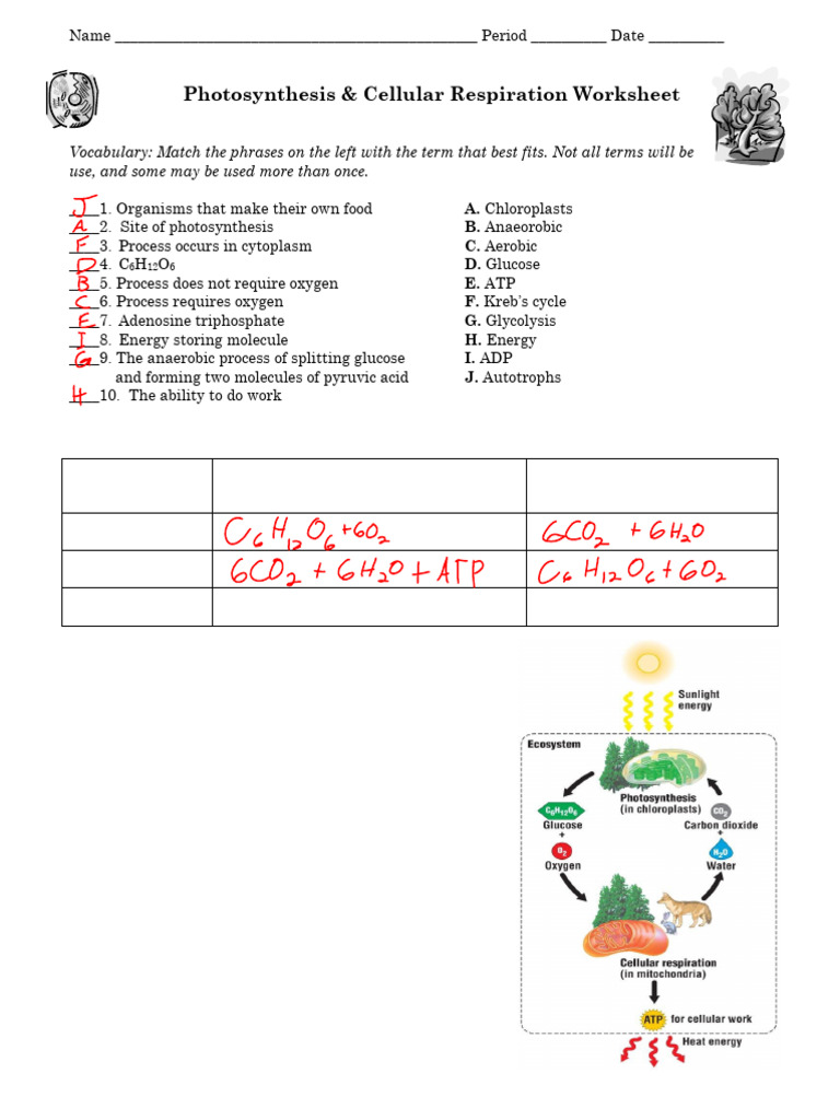 Photosyn Cell Resp Worksheet | PDF