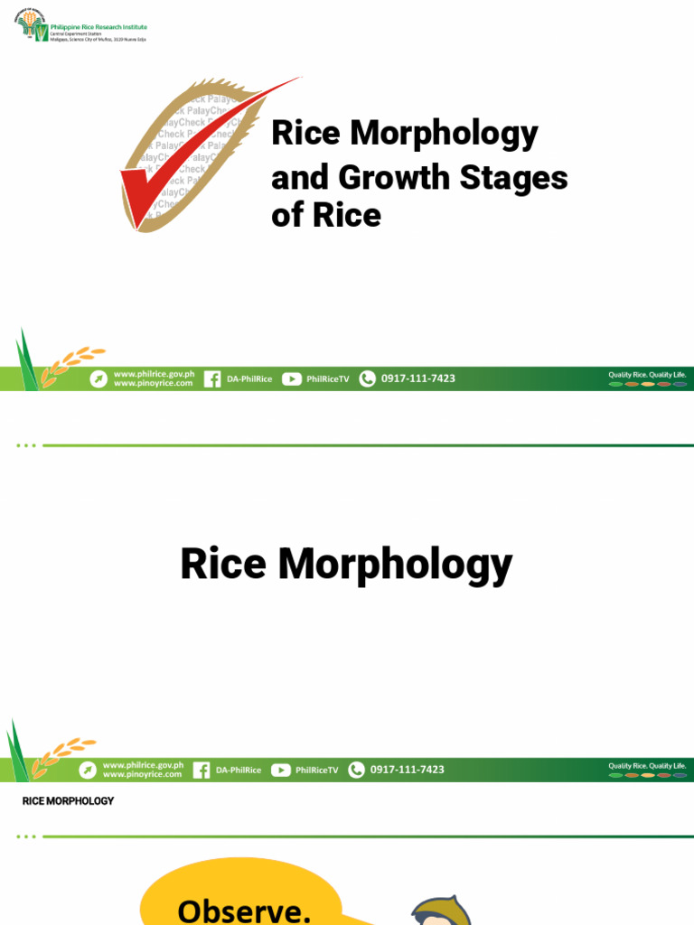 Rice Morphology and Growth Stages of Rice | PDF | Rice | Germination