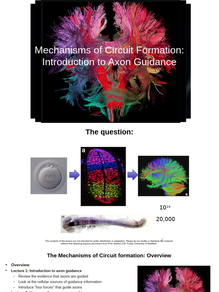 BIS237 L9 Intro To Axon Guidance | PDF | Axon | Nerve