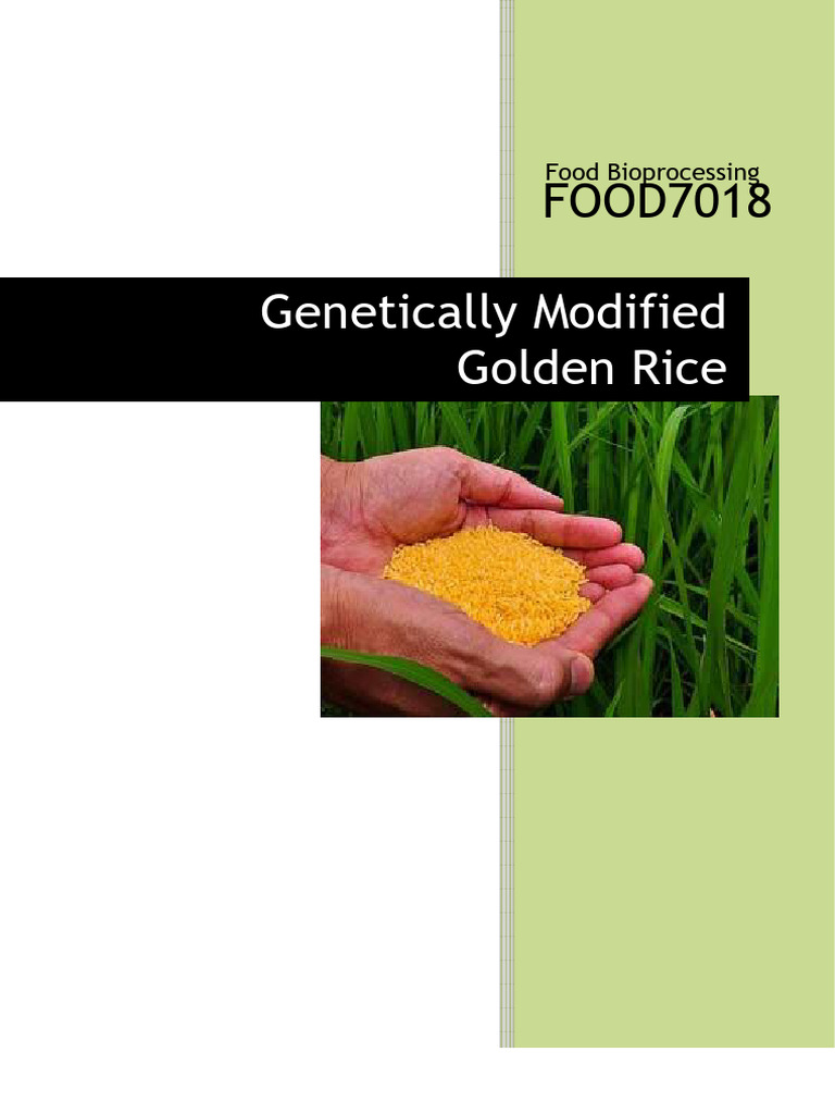 Shabrina,N 2016 44286554 FOOD7018 Golden Rice | PDF | Vitamin A ...