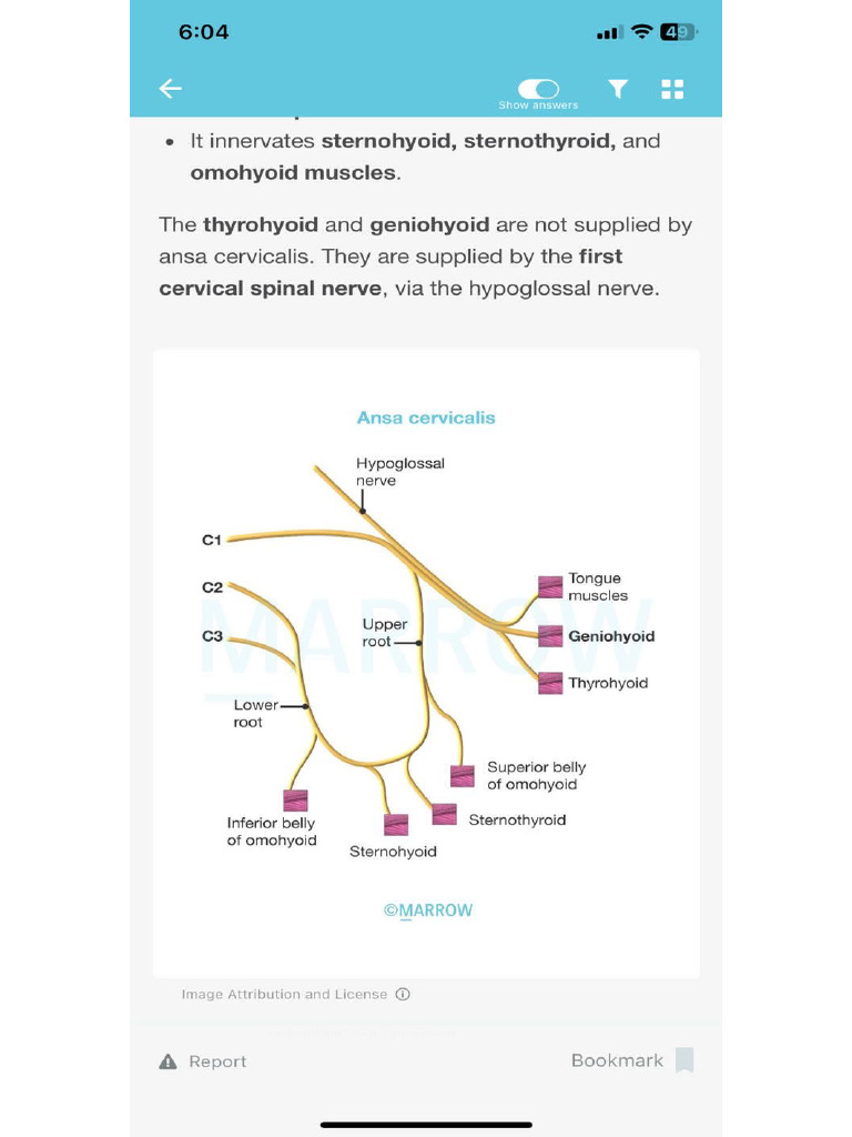Cadaver Image | PDF