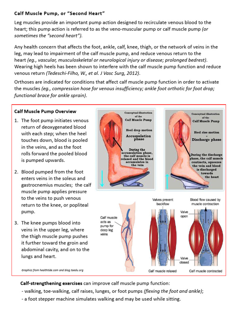 Calf Muscle Pump Infographic | PDF